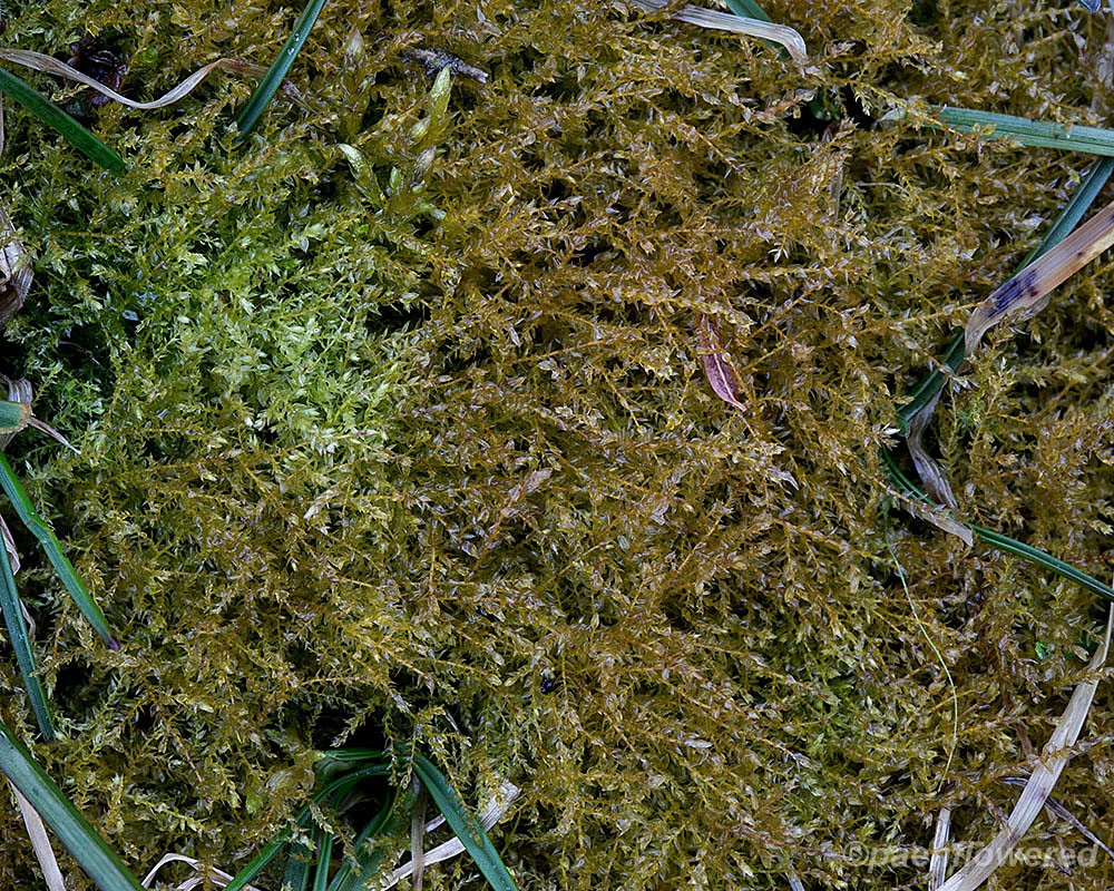 Thread moss - Flora of Pennsylvania