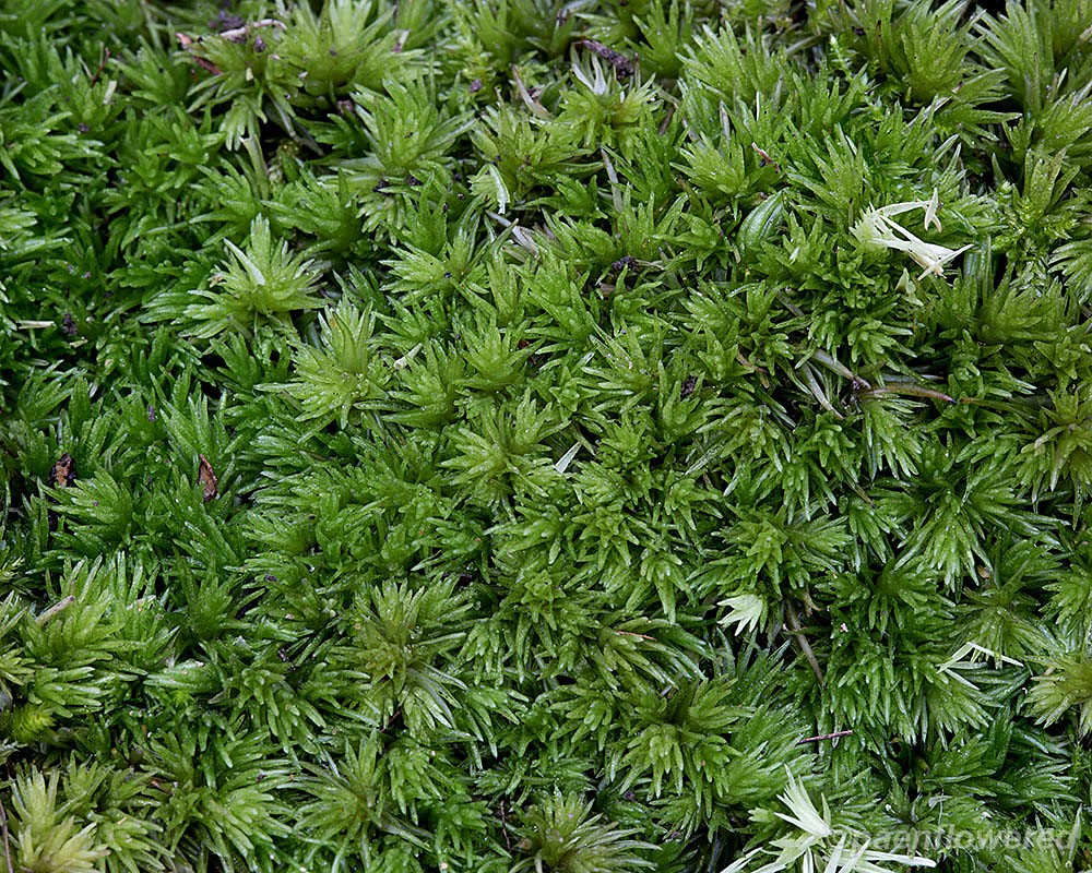 Cushion Moss Family - Flora of Pennsylvania
