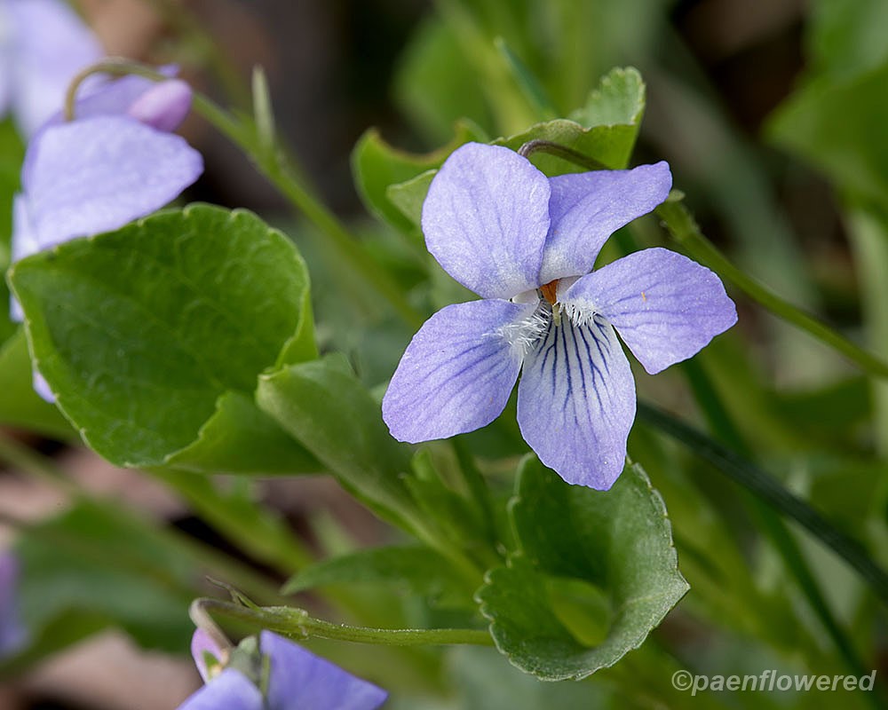Native wildflowers blooming in PA - Flora of Pennsylvania