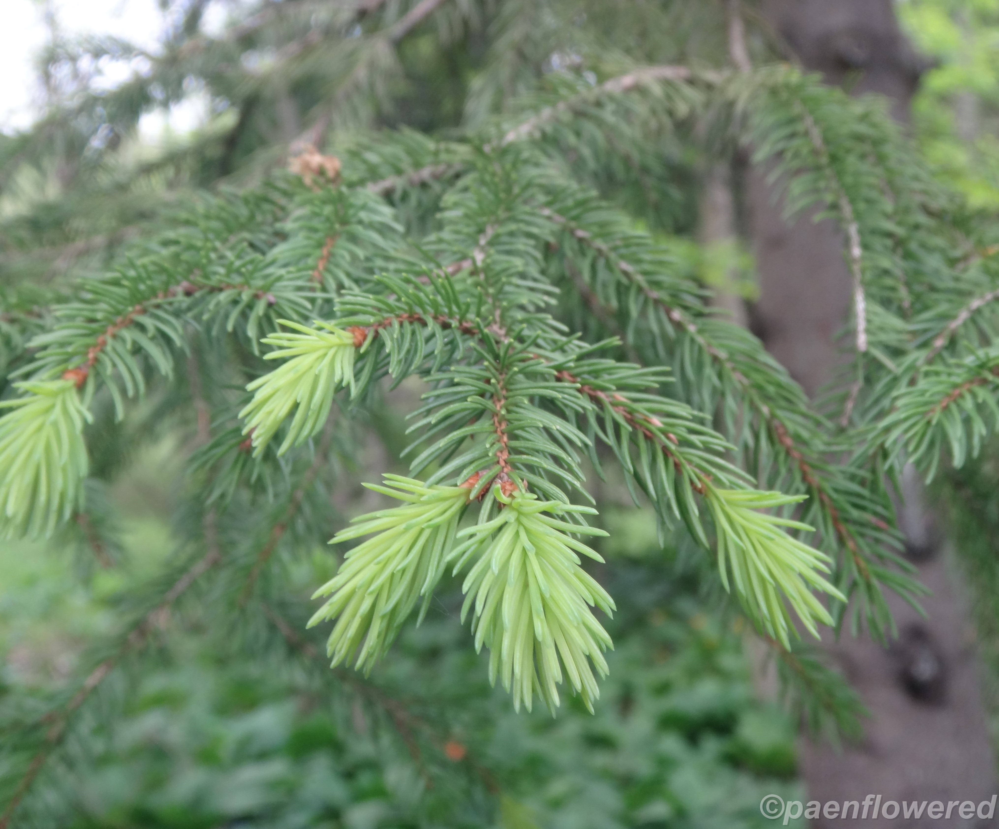Norway Spruce - Flora of Pennsylvania