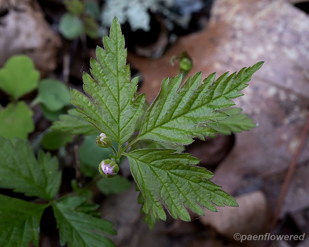 Dwarf Raspberry - Flora of Pennsylvania