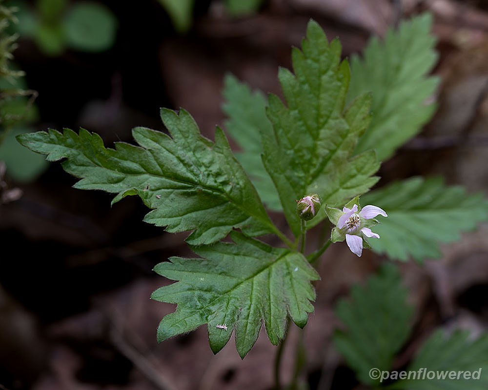 Dwarf Raspberry - Flora of Pennsylvania