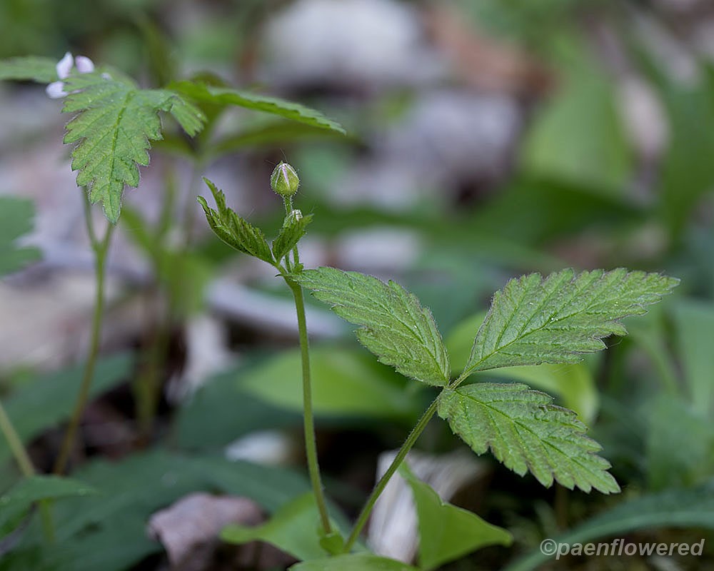 Dwarf Raspberry - Flora of Pennsylvania