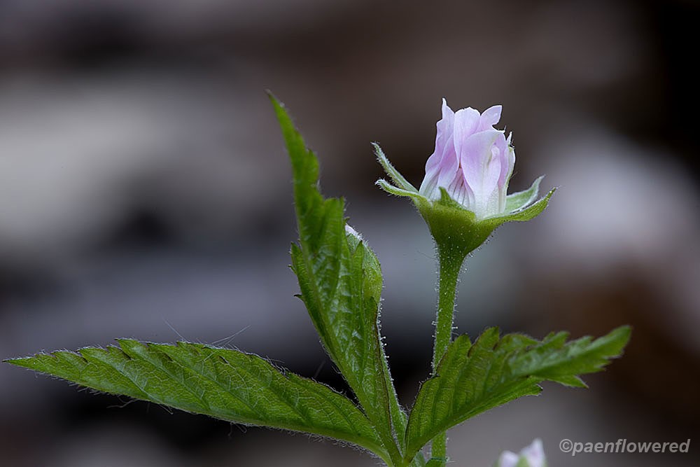 Native Wildflowers Blooming in PA - Flora of Pennsylvania