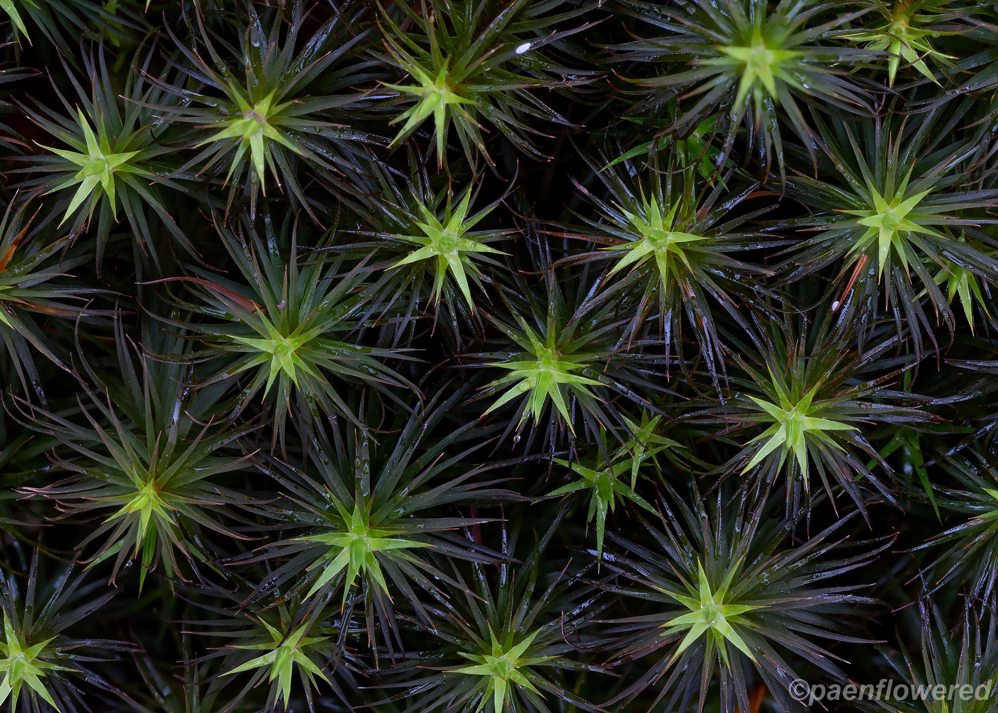 Common haircap moss - Flora of Pennsylvania