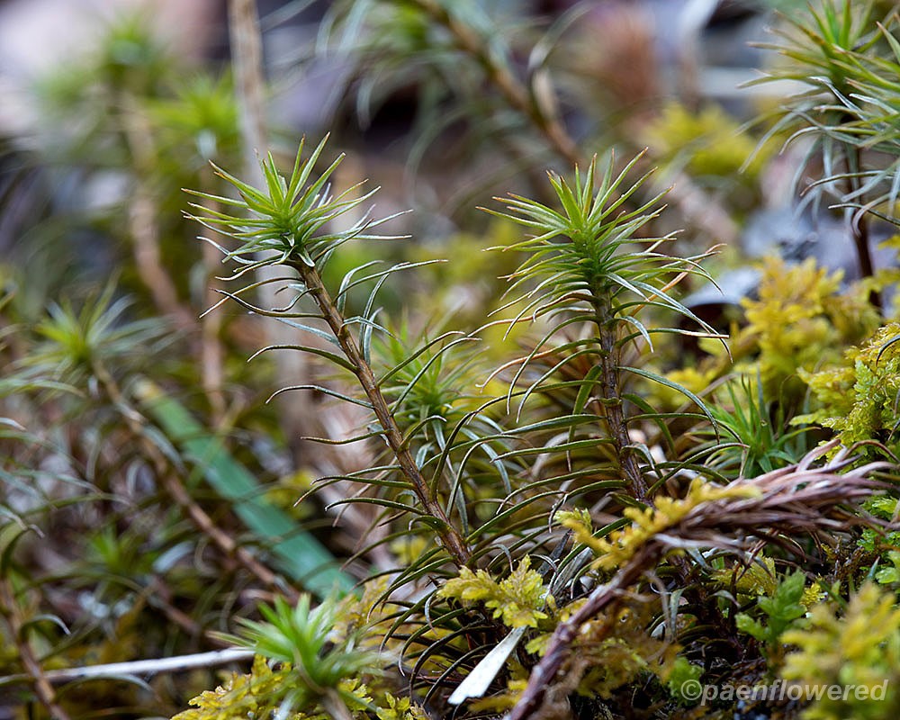 Common haircap moss - Flora of Pennsylvania