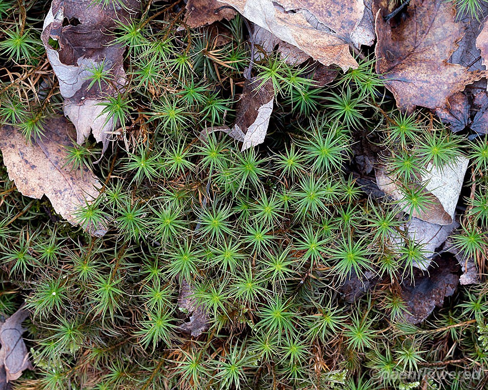 Common haircap moss - Flora of Pennsylvania