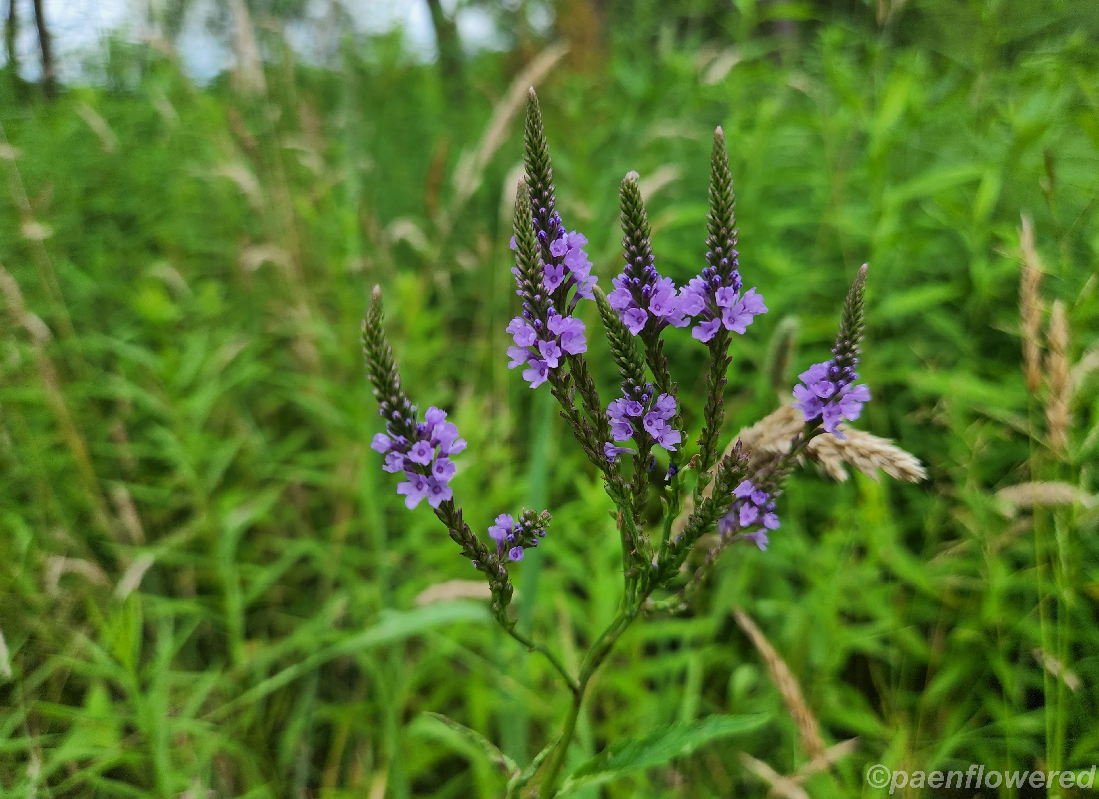 Native Wildflowers Blooming in PA - Flora of Pennsylvania