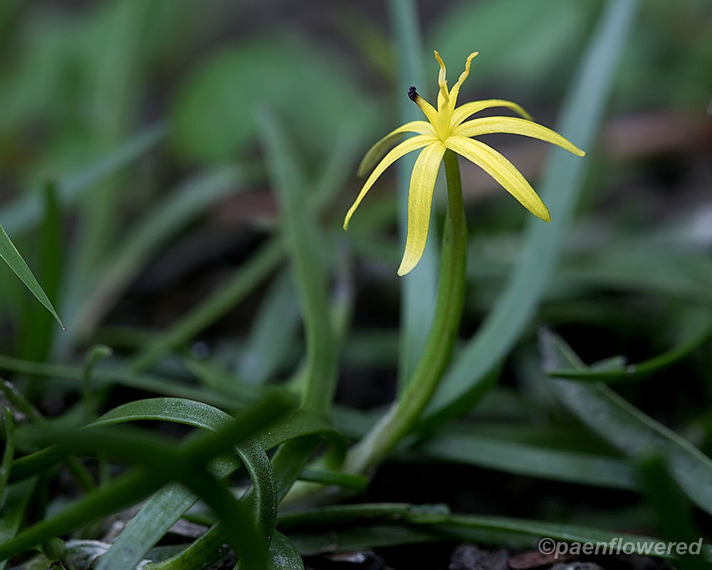 Native Wildflowers Blooming in PA - Flora of Pennsylvania