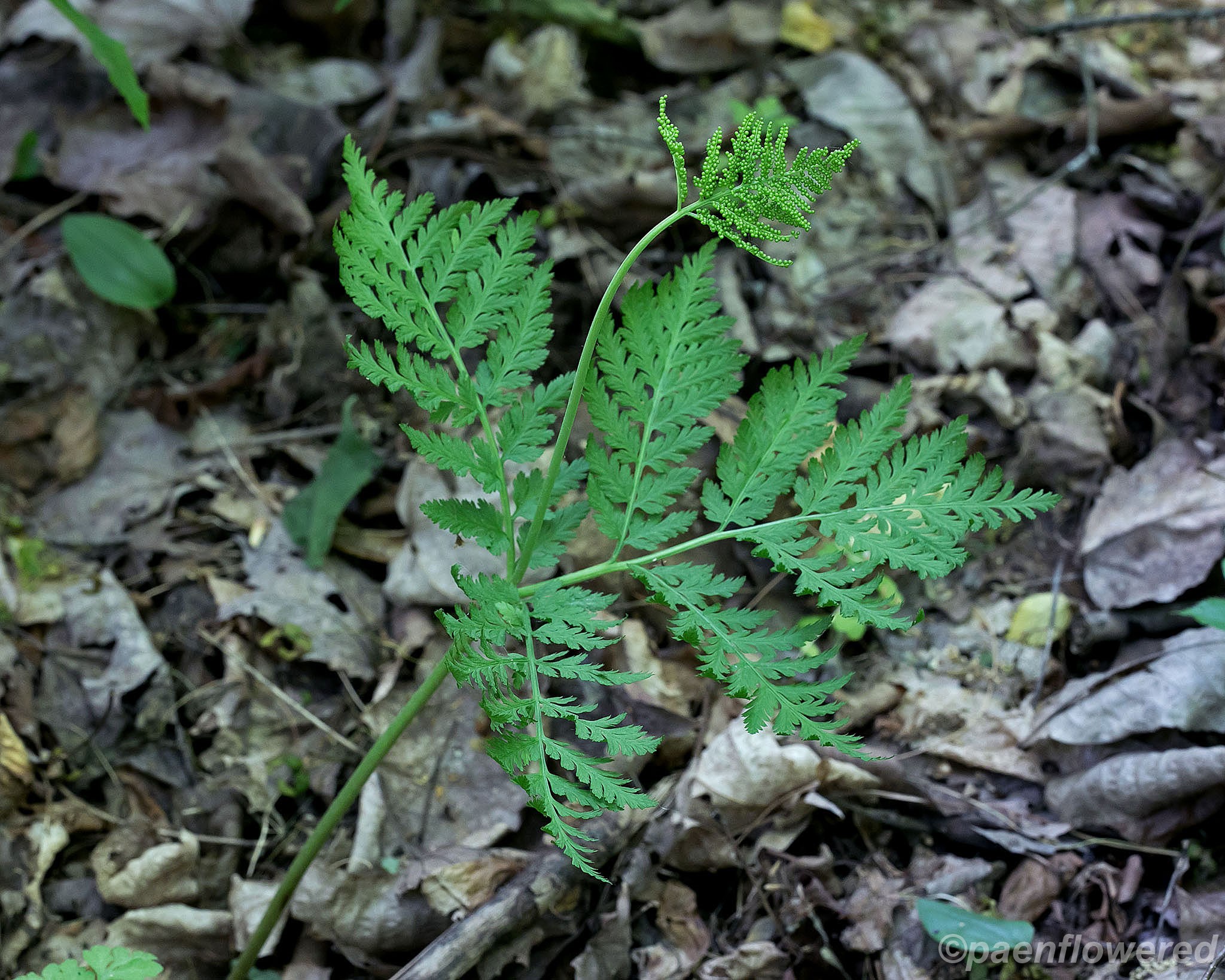 Rattlesnake Fern - Flora of Pennsylvania