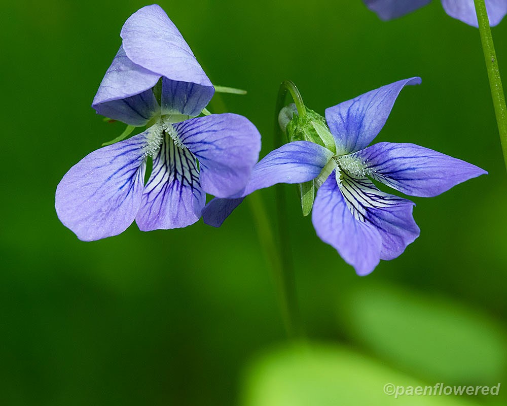 Native Wildflowers Blooming in PA - Flora of Pennsylvania