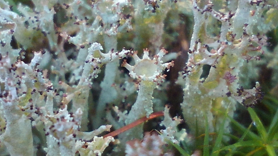 Lichens of Pennsylvania - Flora of Pennsylvania
