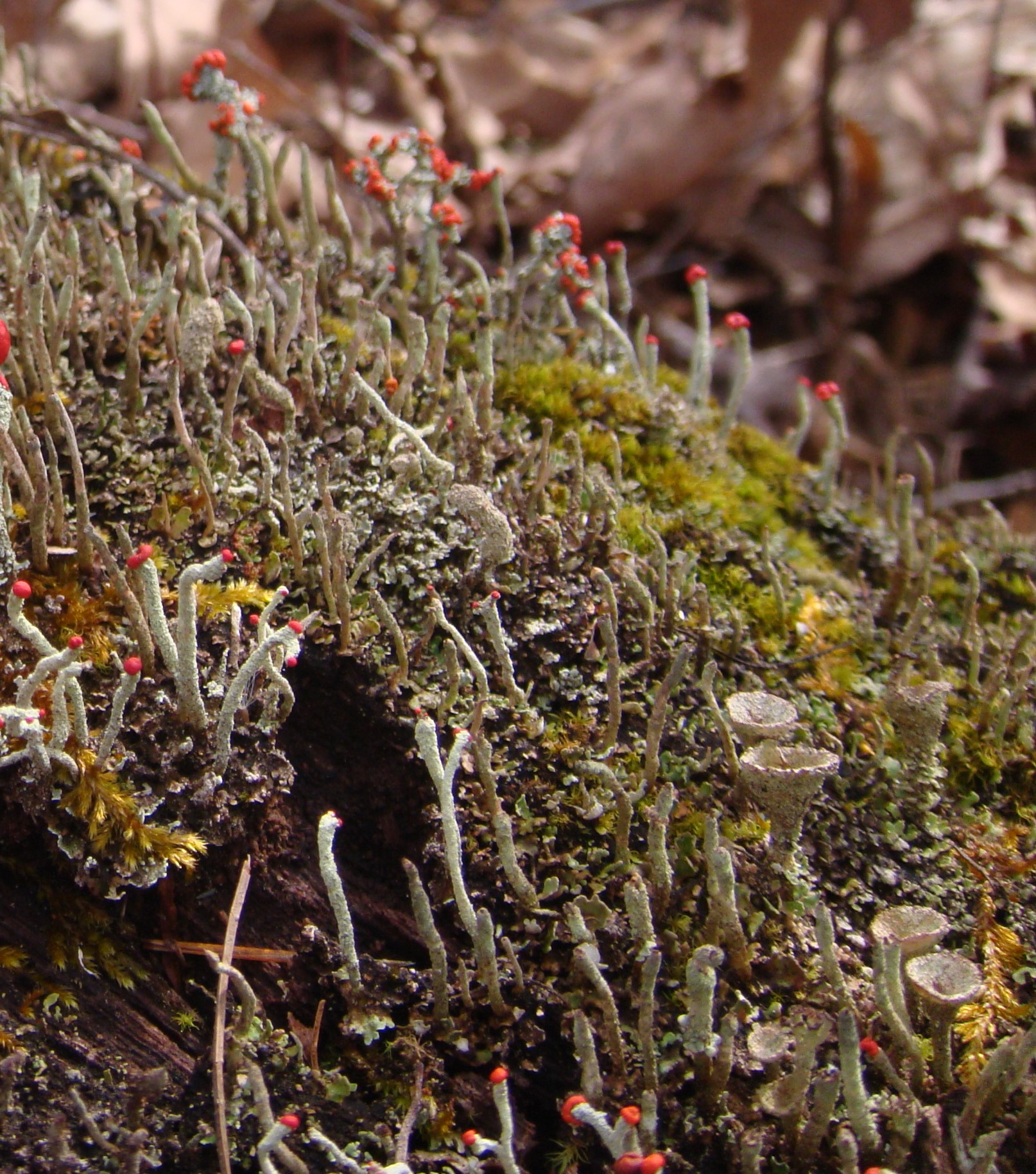 Lichens of Pennsylvania - Flora of Pennsylvania
