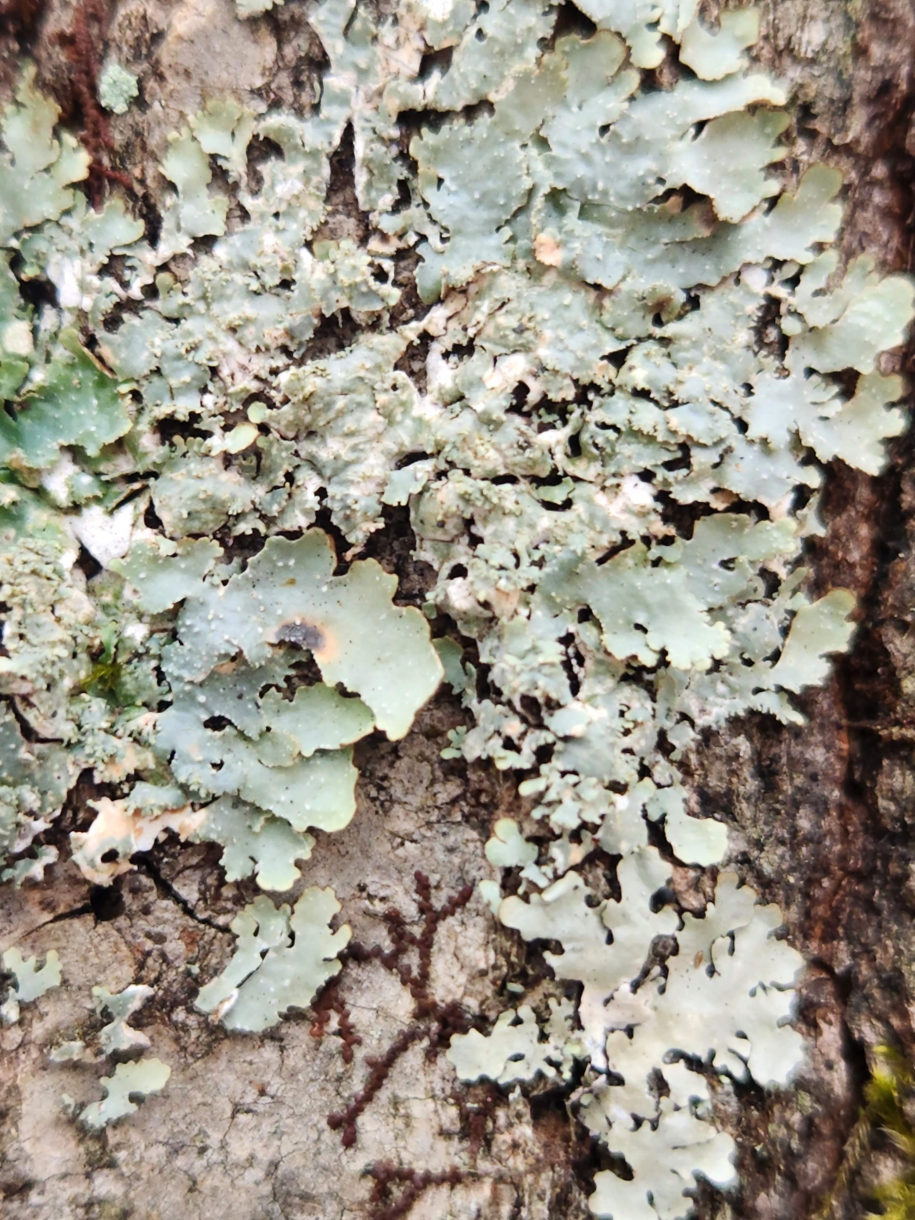 Lichens of Pennsylvania - Flora of Pennsylvania