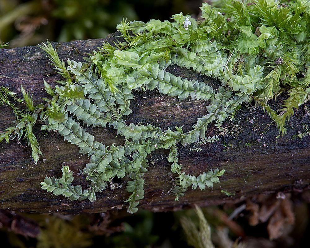 Lichens, mosses and liverworts of Pennsylvania - Flora of Pennsylvania