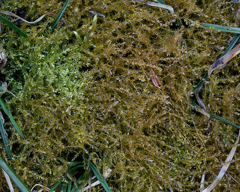 Mosses of Pennsylvania - Flora of Pennsylvania