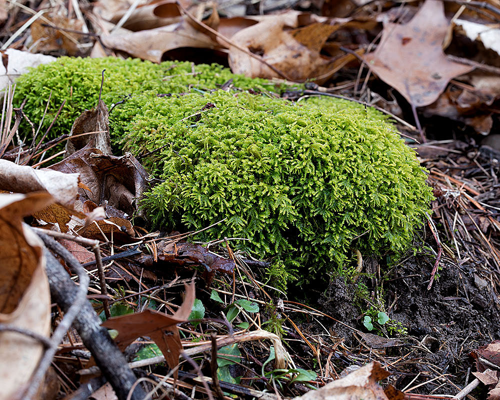 Mosses of Pennsylvania - Flora of Pennsylvania