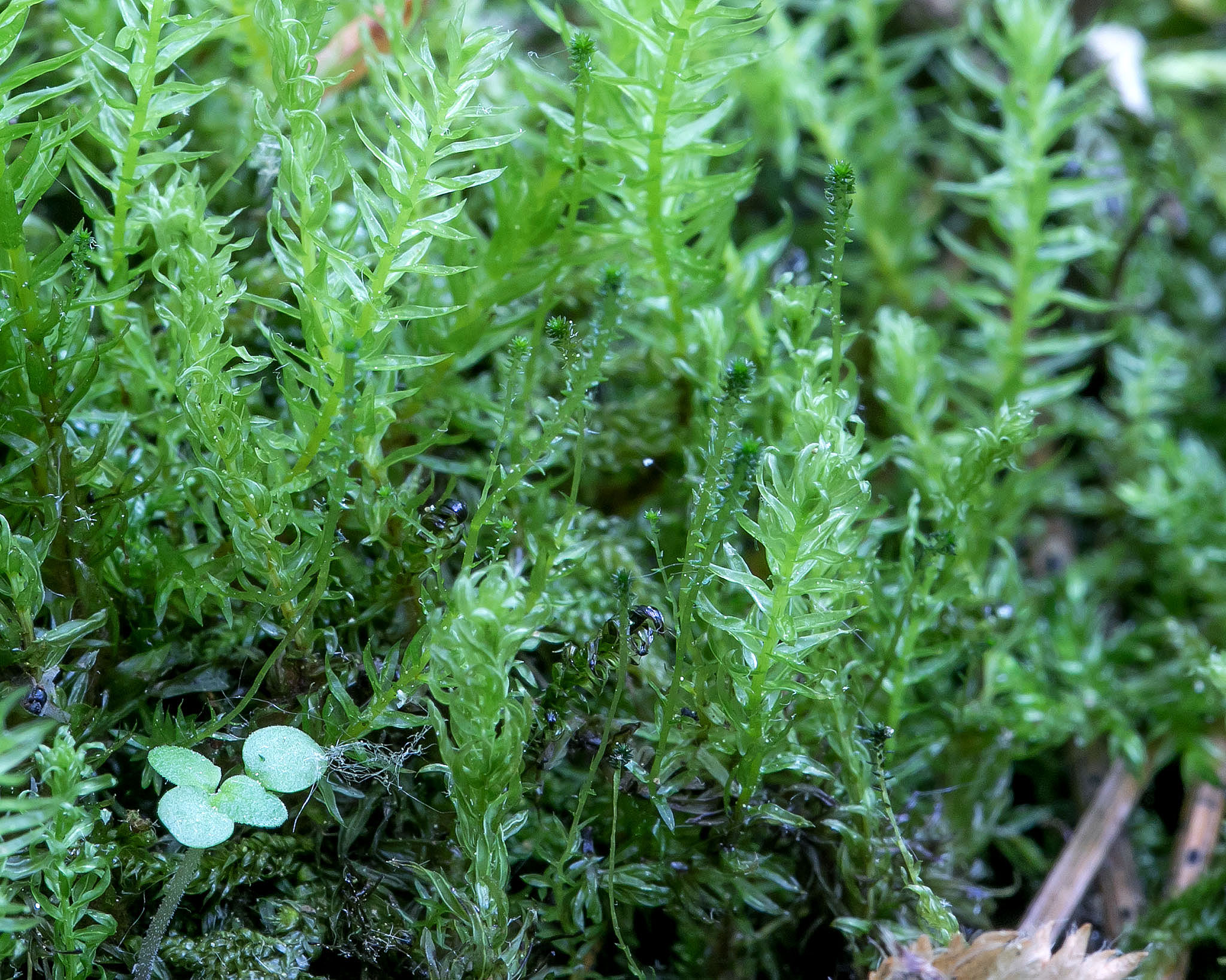 Mosses of Pennsylvania - Flora of Pennsylvania