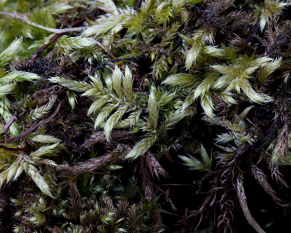 Mosses of Pennsylvania - Flora of Pennsylvania