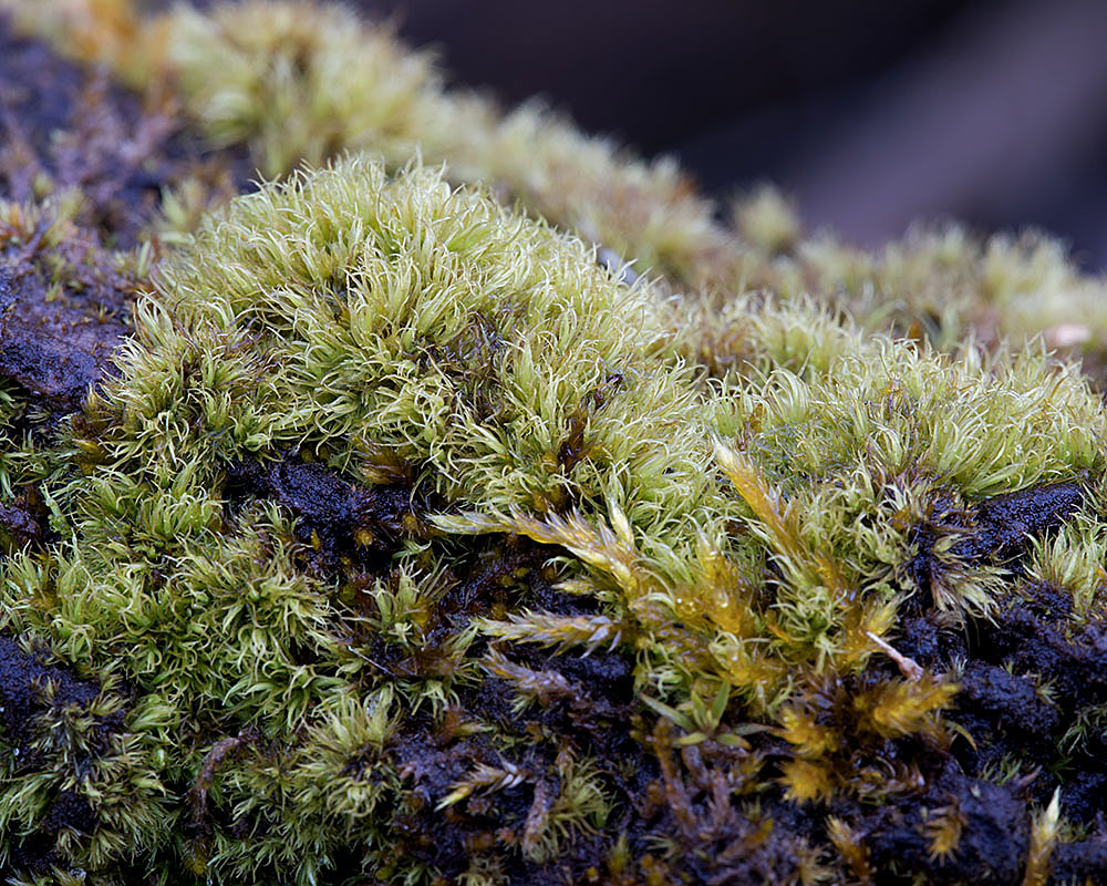 Mosses of Pennsylvania - Flora of Pennsylvania