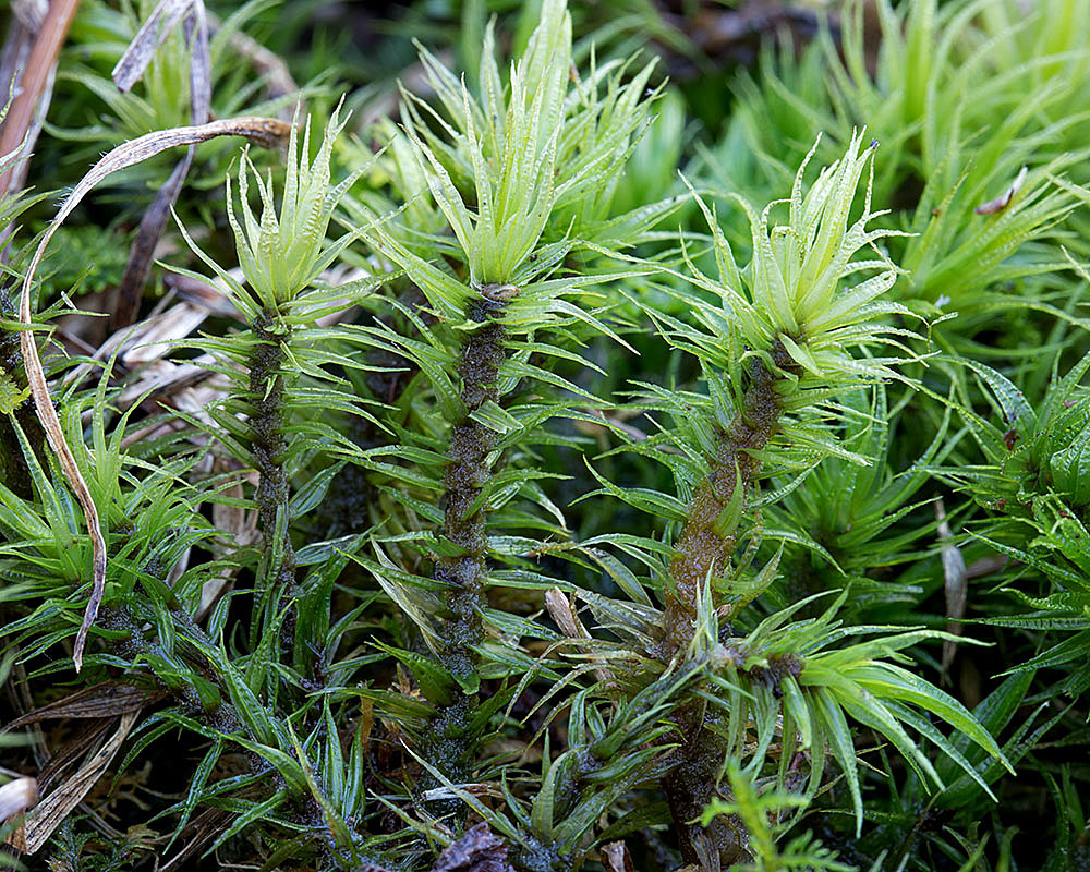 Mosses of Pennsylvania - Flora of Pennsylvania