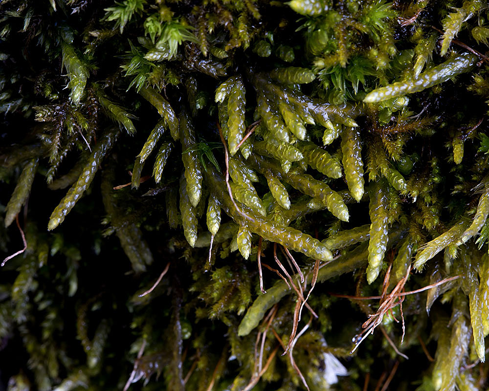 Lichens, mosses and liverworts of Pennsylvania - Flora of Pennsylvania