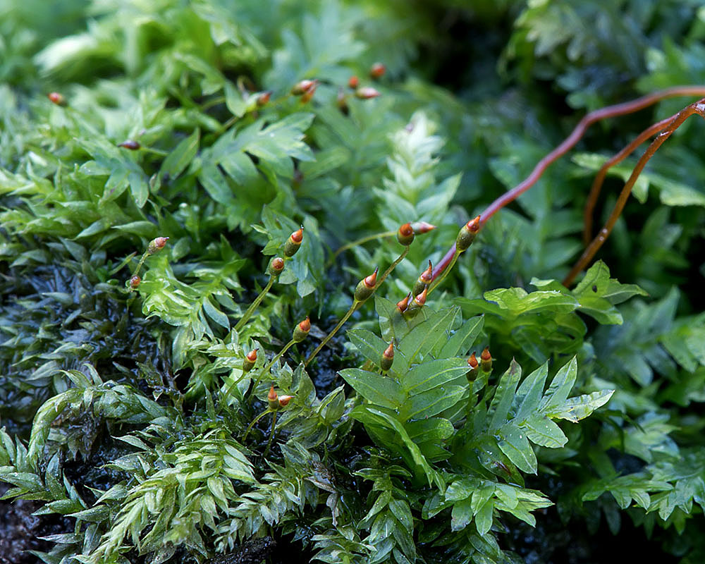 Mosses of Pennsylvania - Flora of Pennsylvania
