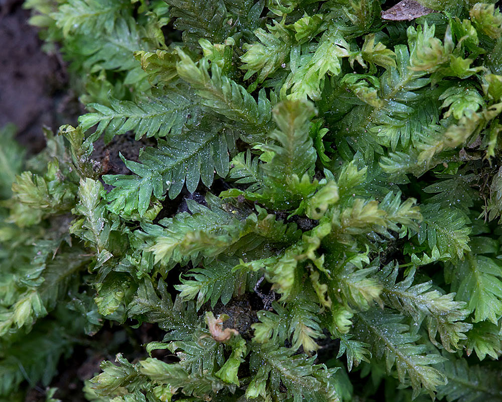 Mosses of Pennsylvania - Flora of Pennsylvania