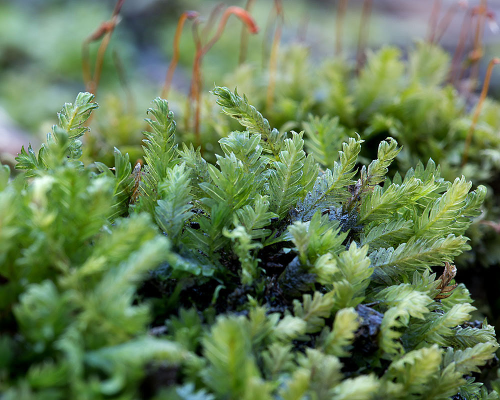 Mosses of Pennsylvania - Flora of Pennsylvania