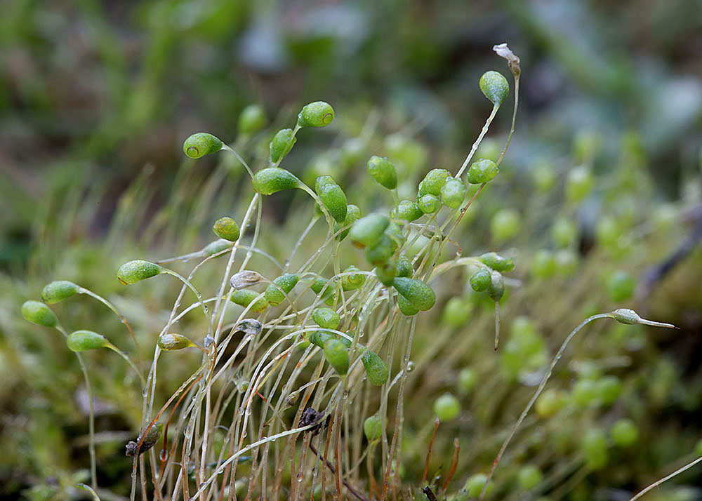 Mosses of Pennsylvania - Flora of Pennsylvania