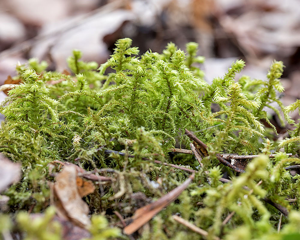 Mosses of Pennsylvania - Flora of Pennsylvania