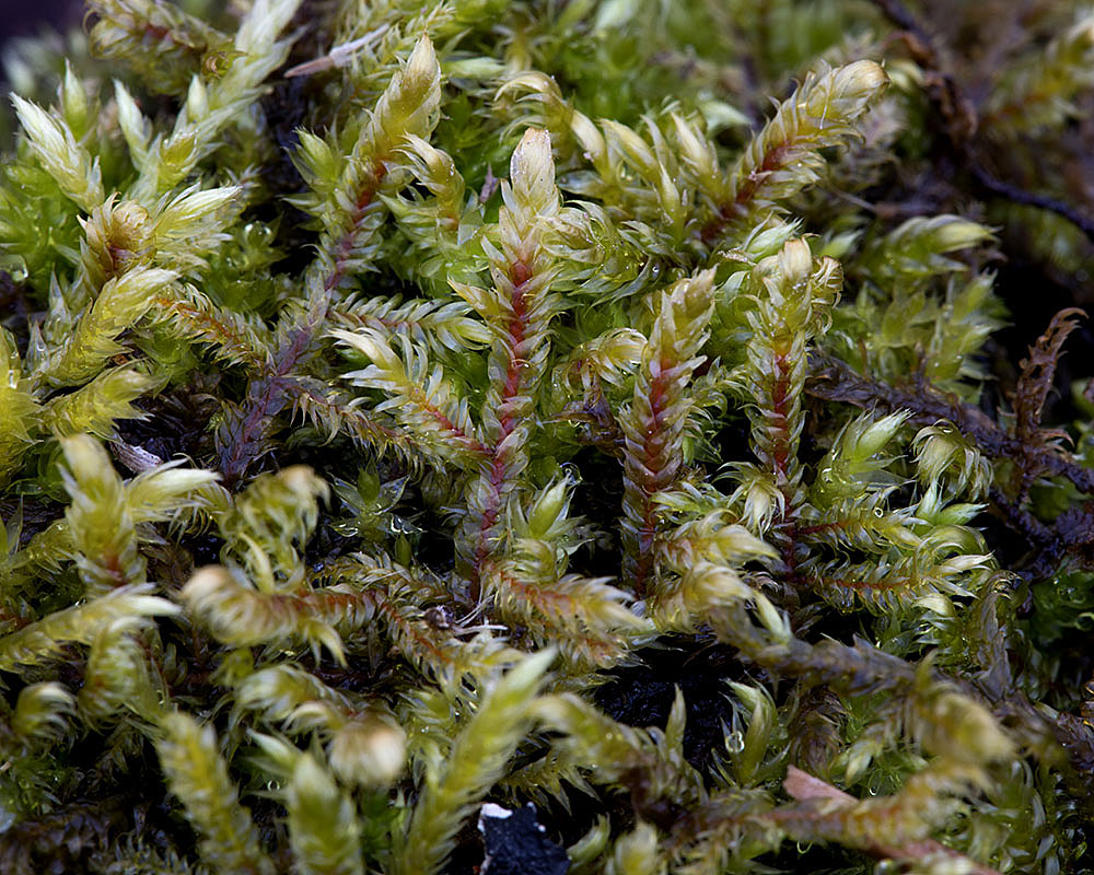 Mosses of Pennsylvania - Flora of Pennsylvania