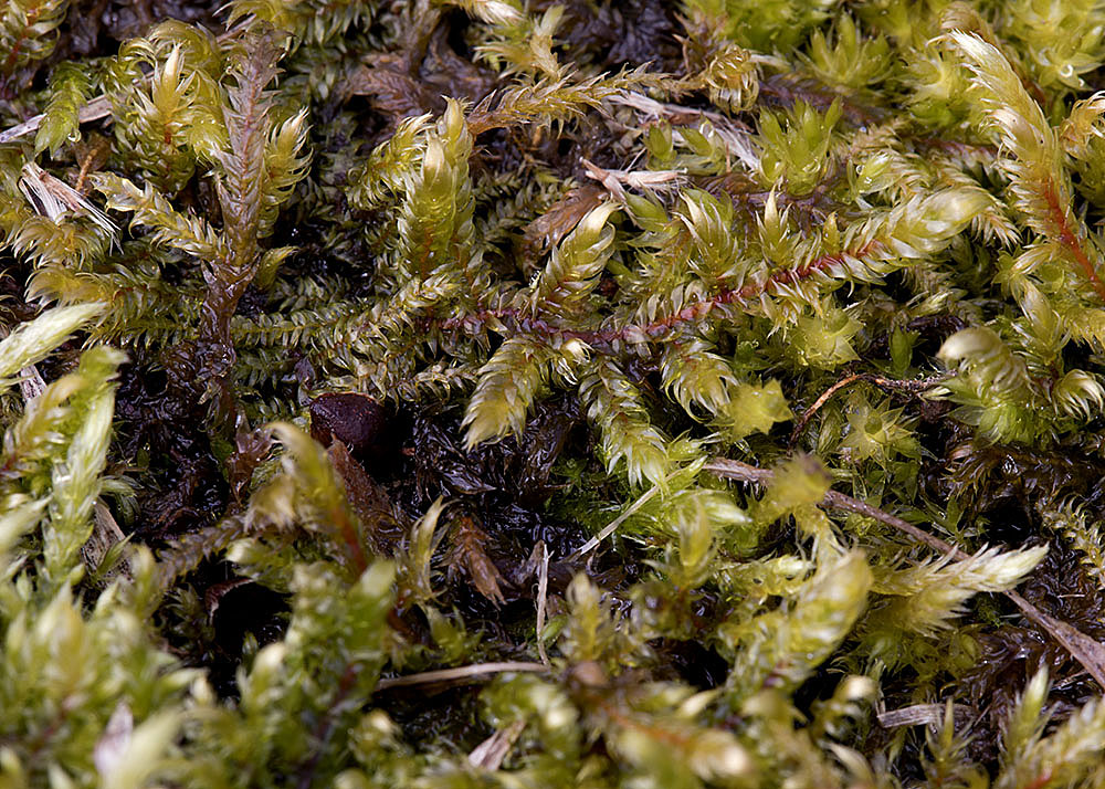 Mosses of Pennsylvania - Flora of Pennsylvania