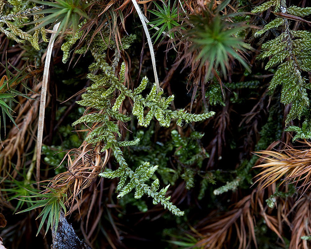 Mosses of Pennsylvania - Flora of Pennsylvania