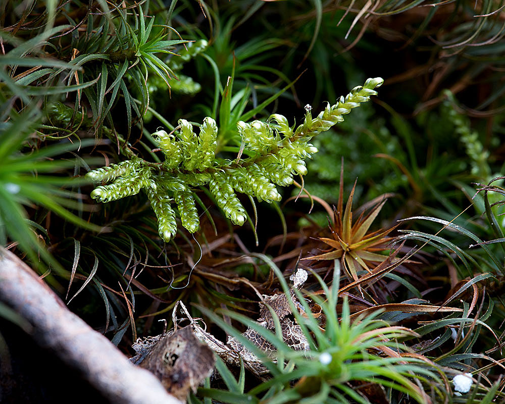 Mosses of Pennsylvania - Flora of Pennsylvania