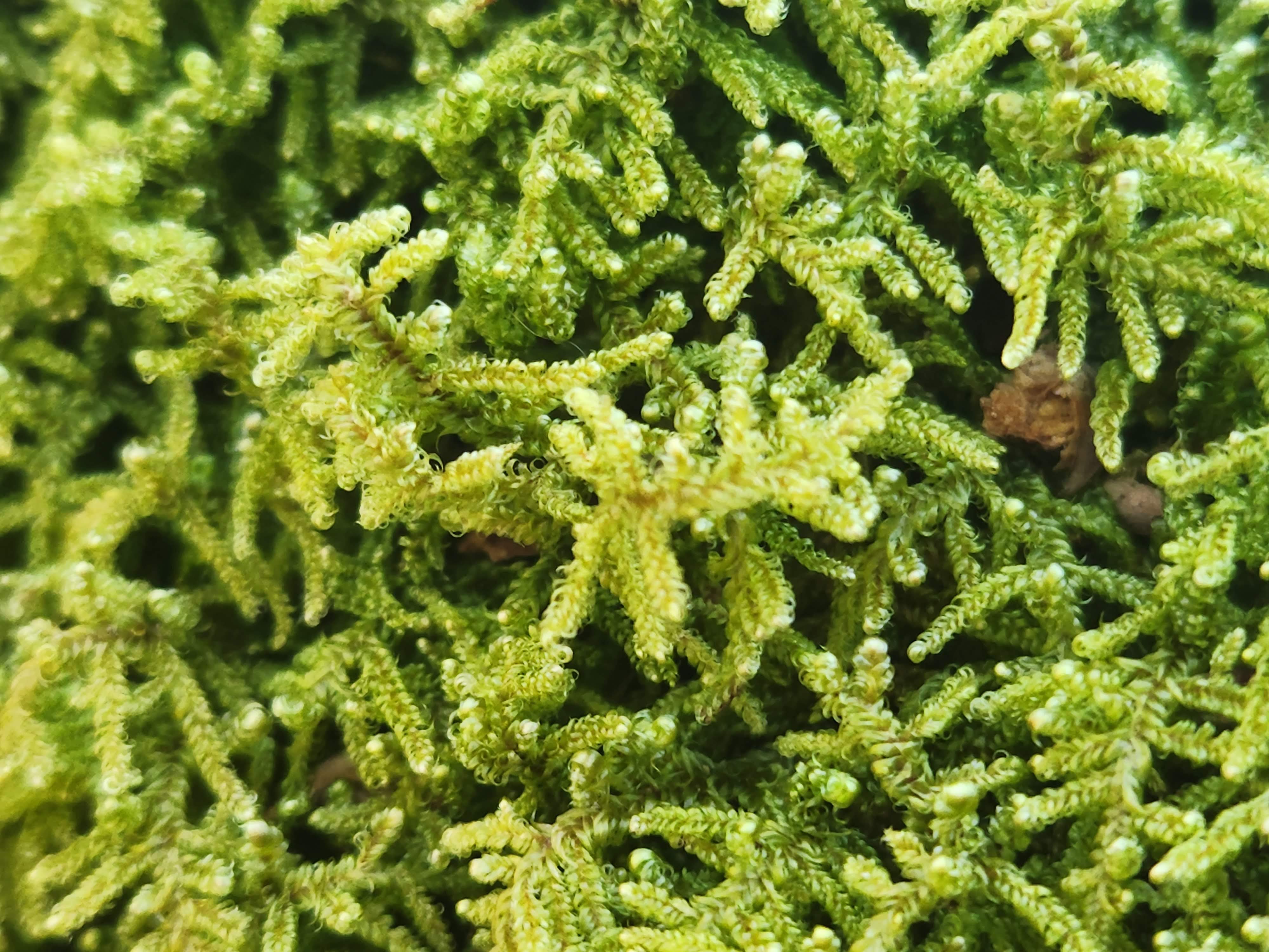 Mosses of Pennsylvania - Flora of Pennsylvania