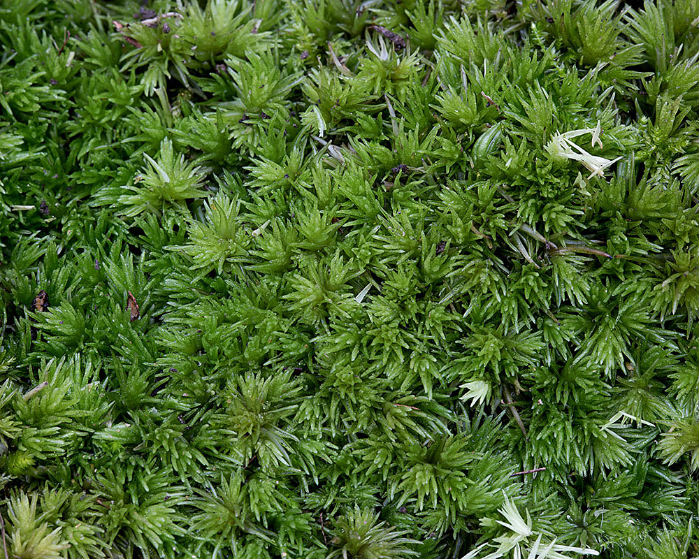 Mosses of Pennsylvania - Flora of Pennsylvania