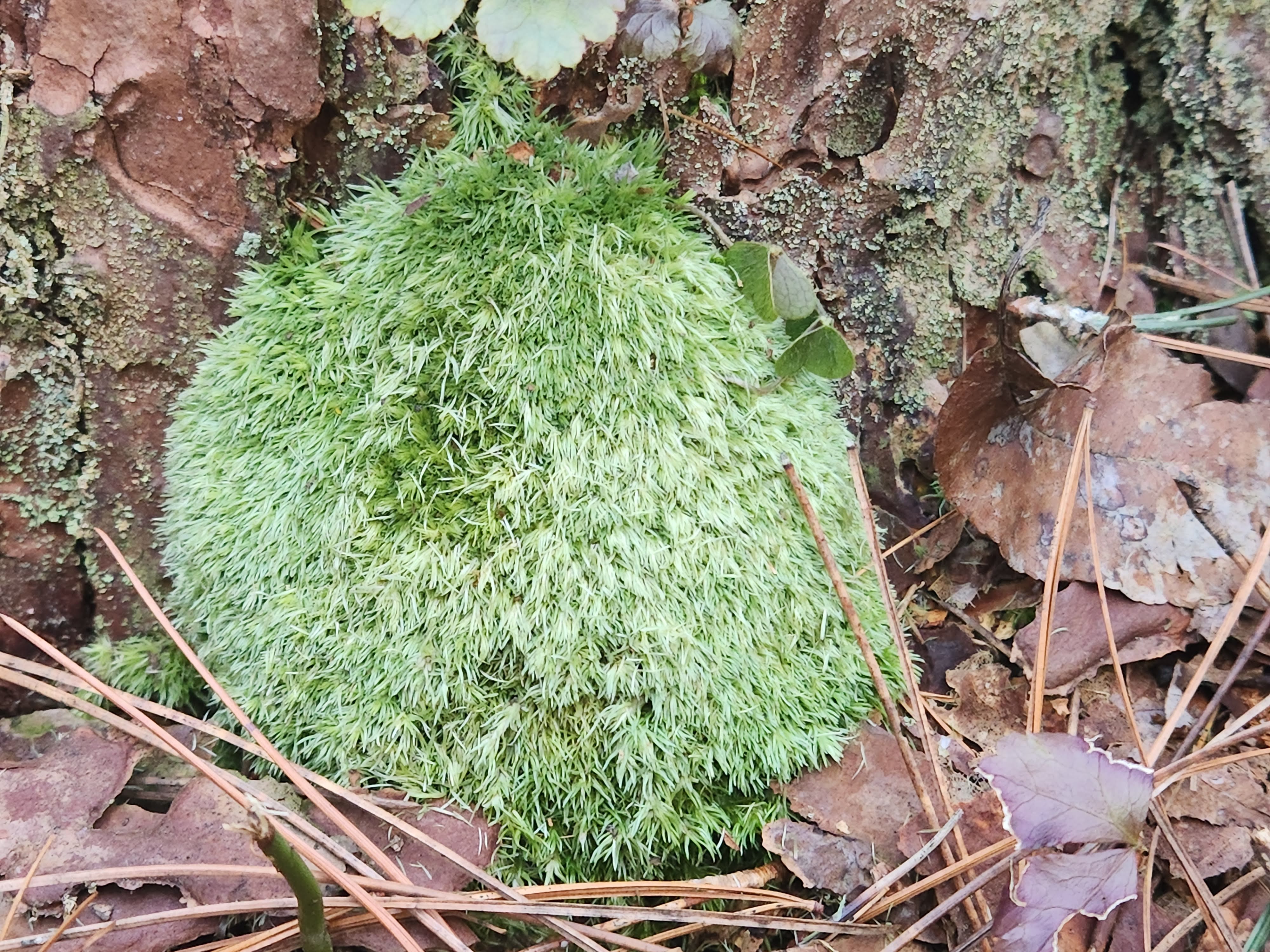 Mosses of Pennsylvania - Flora of Pennsylvania