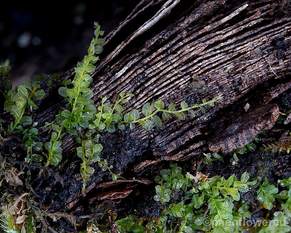 Mosses of Pennsylvania - Flora of Pennsylvania