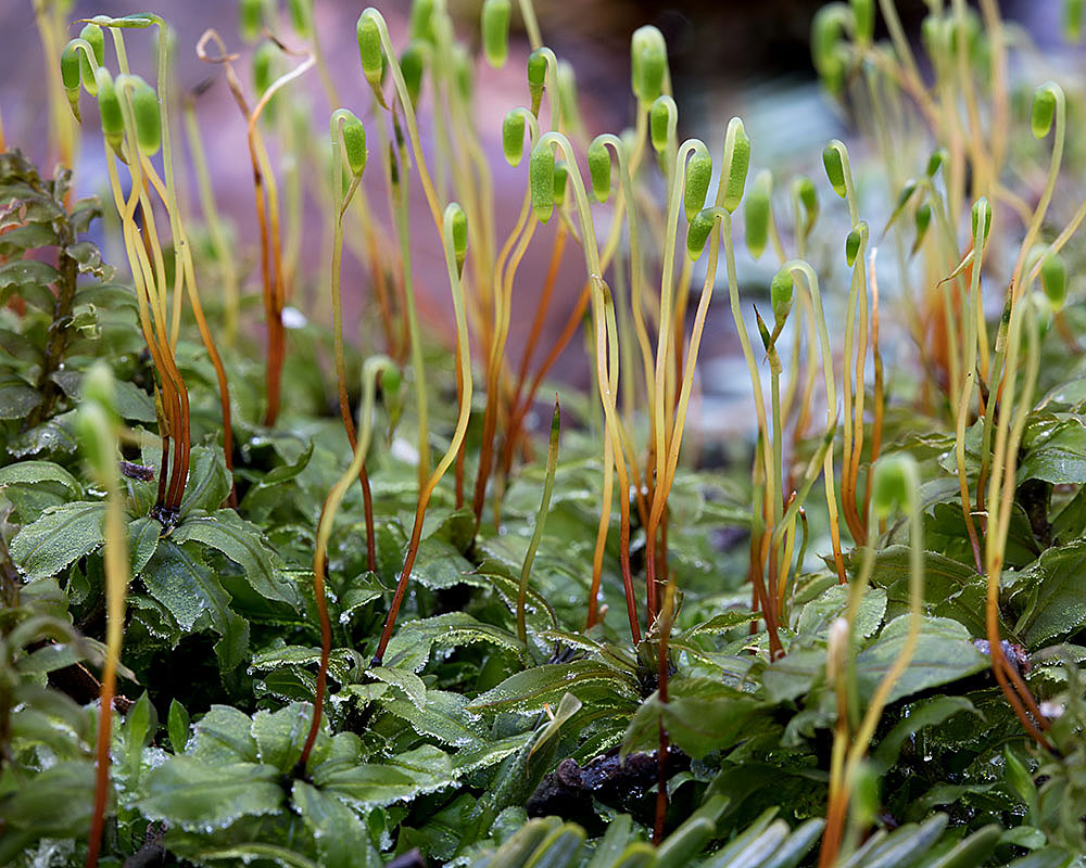 Mosses of Pennsylvania - Flora of Pennsylvania