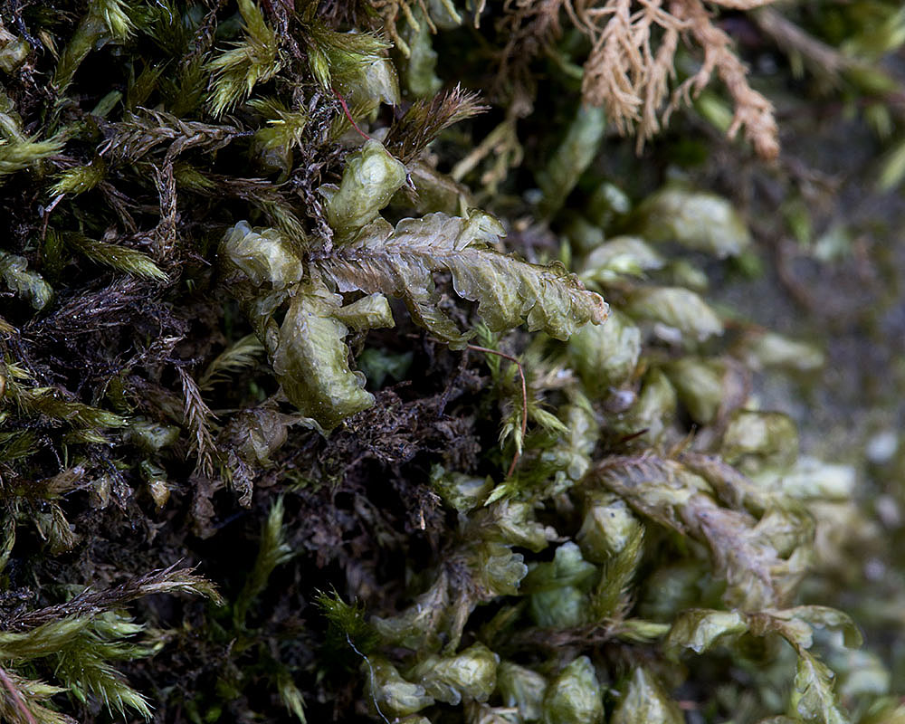 Mosses of Pennsylvania - Flora of Pennsylvania
