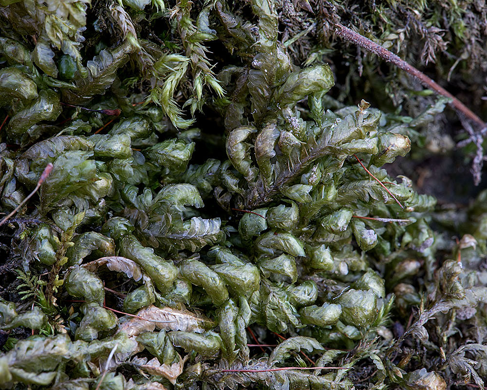 Mosses of Pennsylvania - Flora of Pennsylvania