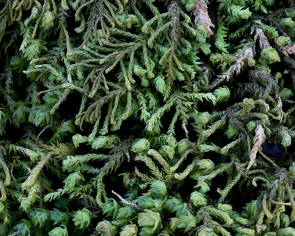 Mosses of Pennsylvania - Flora of Pennsylvania