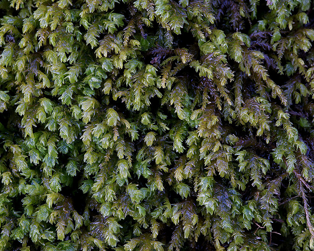 Mosses of Pennsylvania - Flora of Pennsylvania