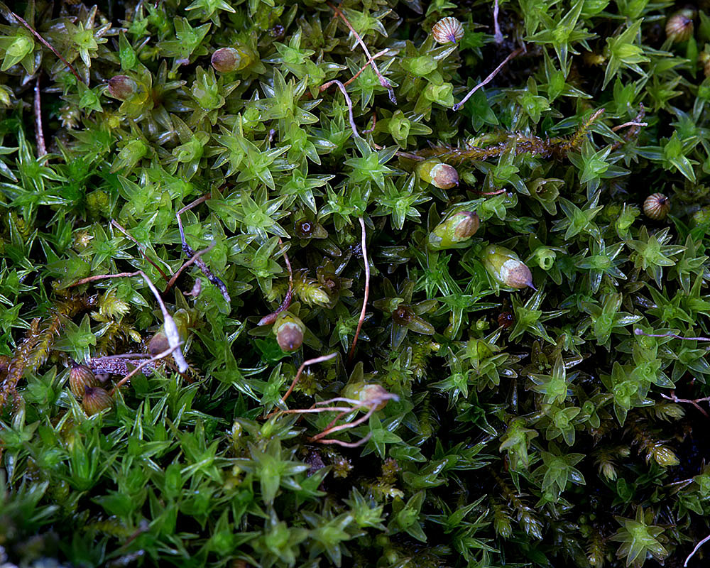 Mosses of Pennsylvania - Flora of Pennsylvania