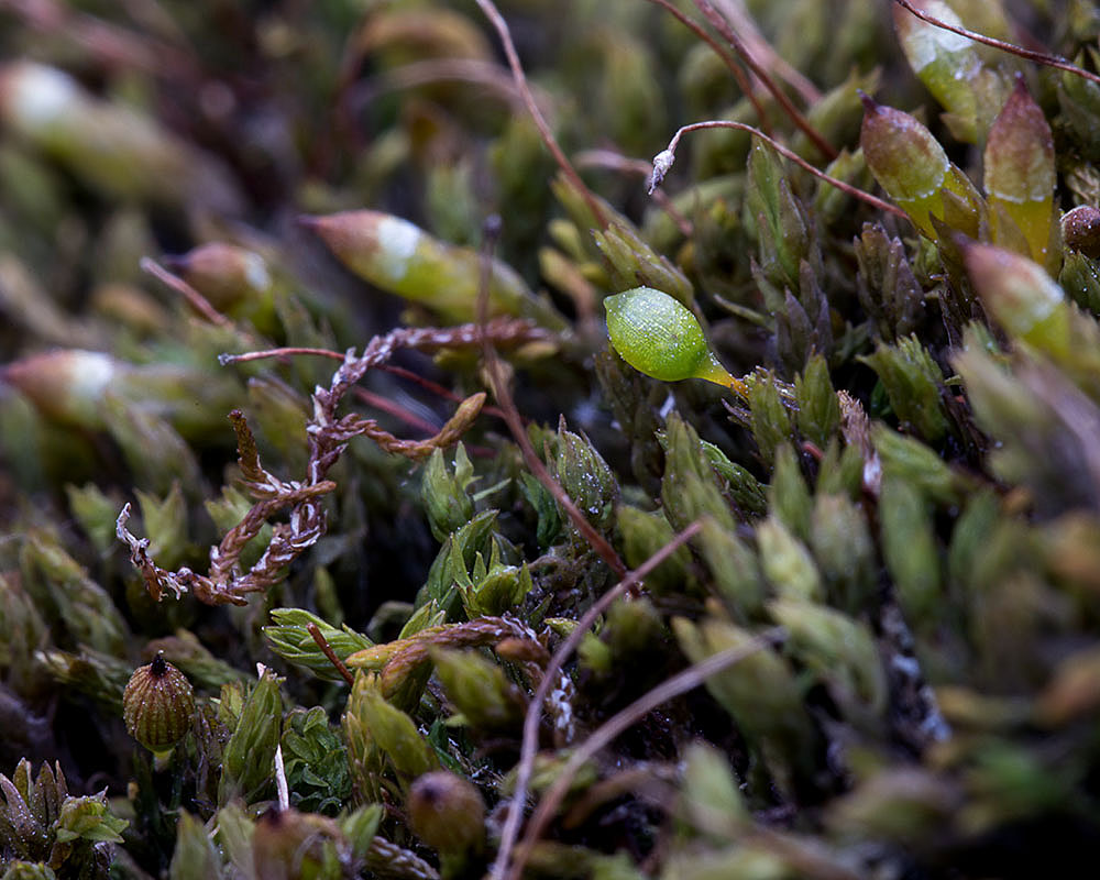 Mosses of Pennsylvania - Flora of Pennsylvania