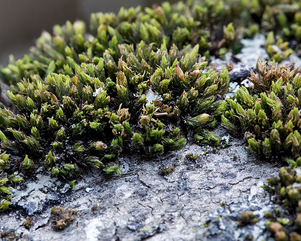 Mosses of Pennsylvania - Flora of Pennsylvania