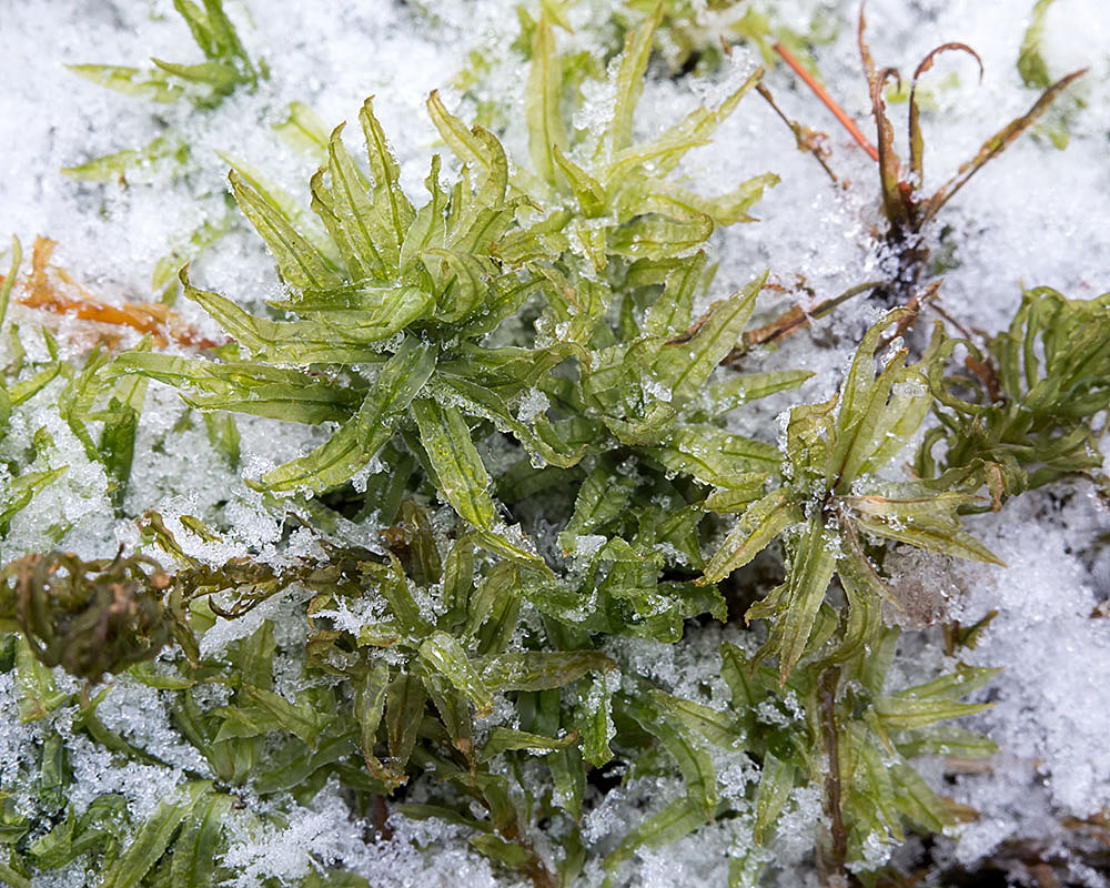 Mosses of Pennsylvania - Flora of Pennsylvania