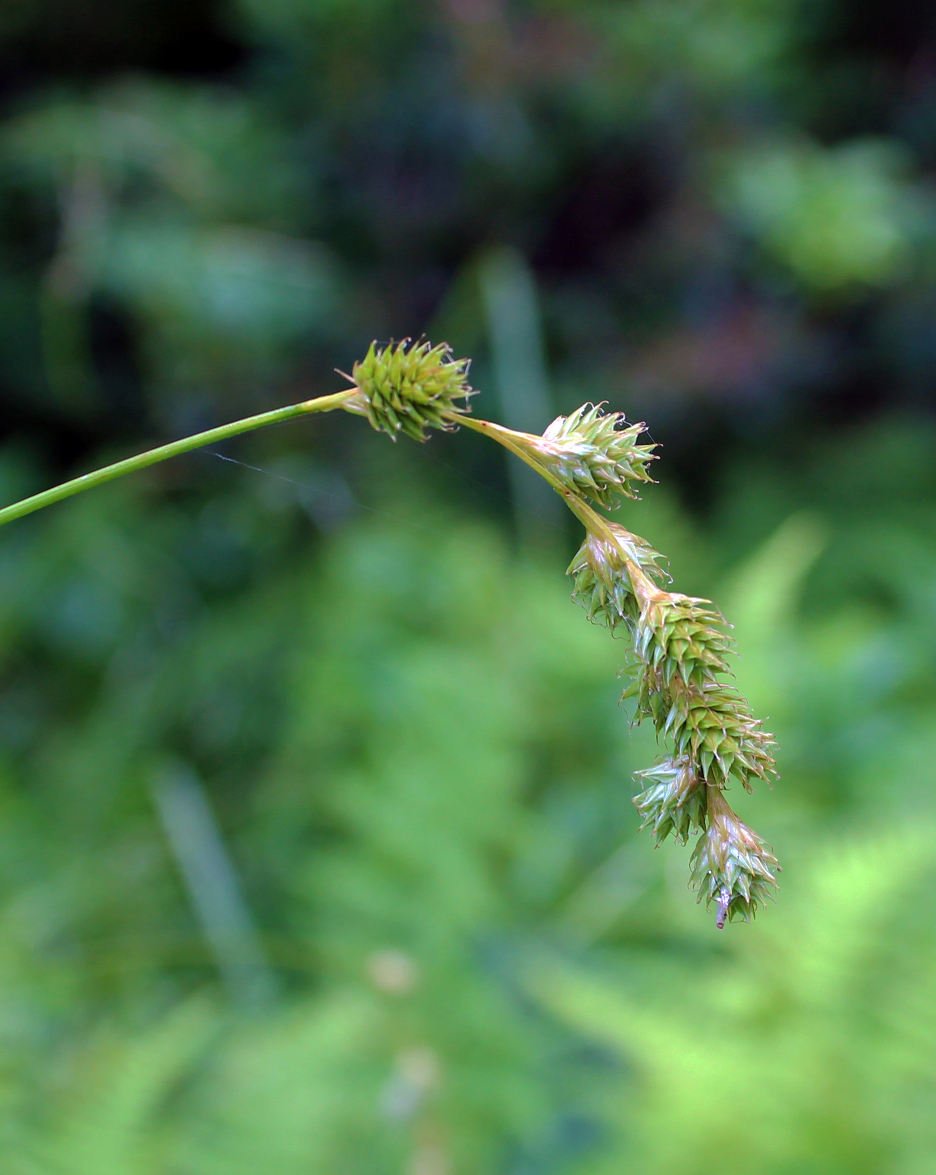 Sedges of Pennsylvania - Flora of Pennsylvania
