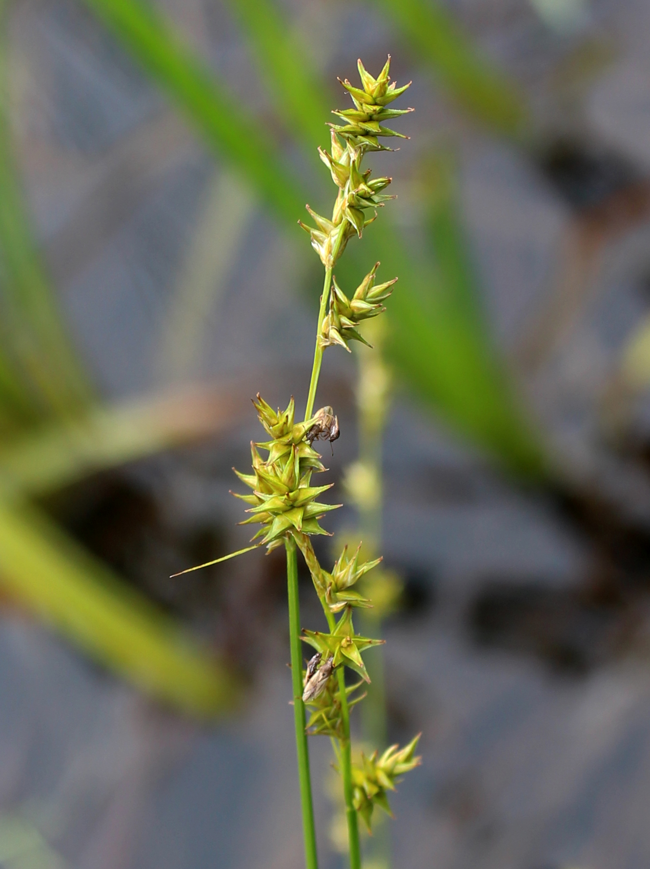 Sedges of Pennsylvania - Flora of Pennsylvania